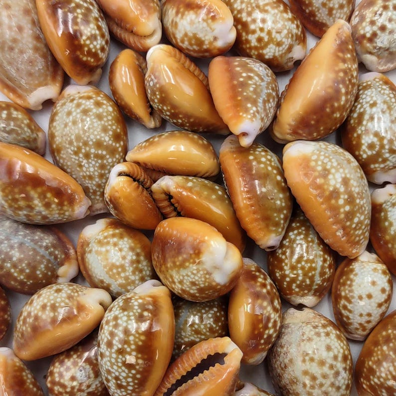 Honey Cowrie Seashells Polished Naria Helvola (10 Shells Approx. 0.5 ...