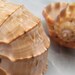 David Harp Seashells Harpa Davidus (5 Shells Approx. 1+ Inches) Special ...