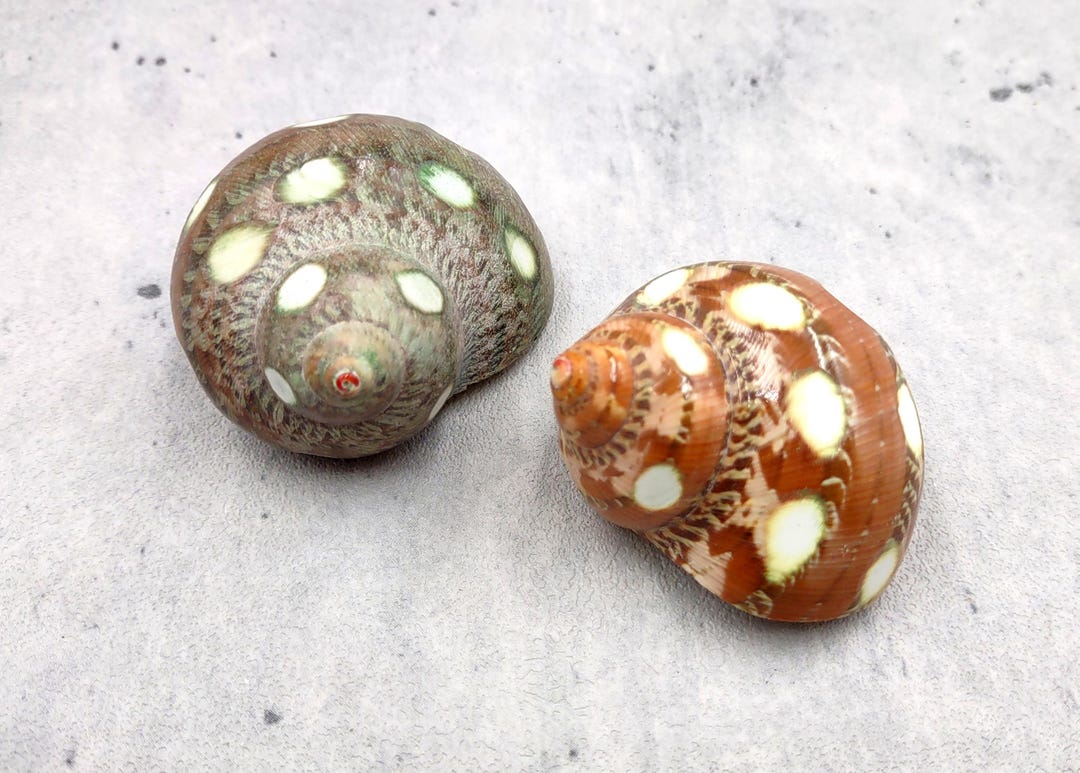 Spotted Turbo Seashells Turbo Petholatus (2 Shells Approx. 2+ Inches ...