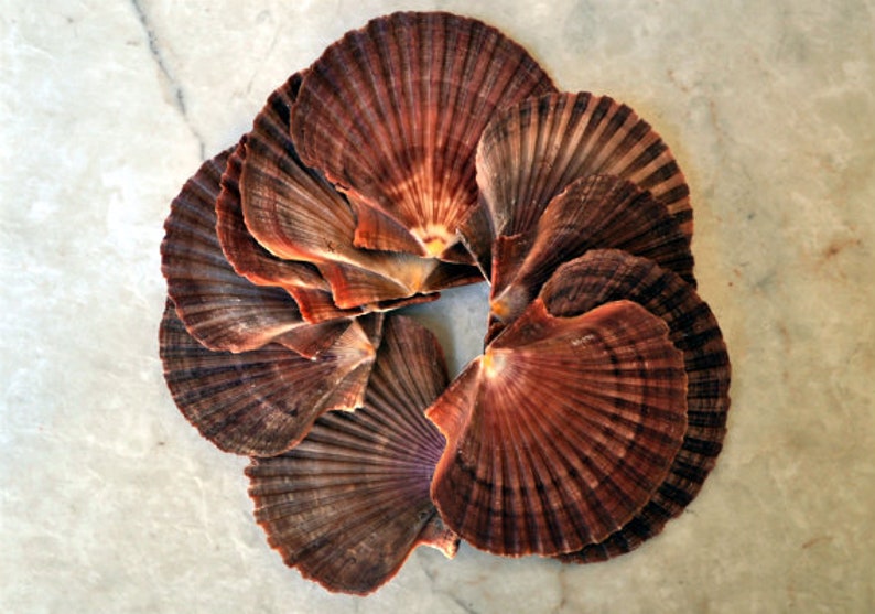 Mexican Flat Scallops Pecten Vogdesi 10 Shells Approx. - Etsy