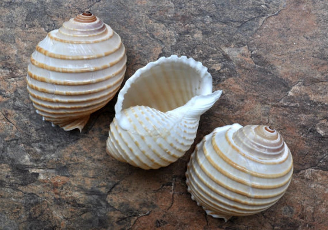 Costate Tun Seashell Tonna Allium 3 Shells Approx. 2-3 - Etsy