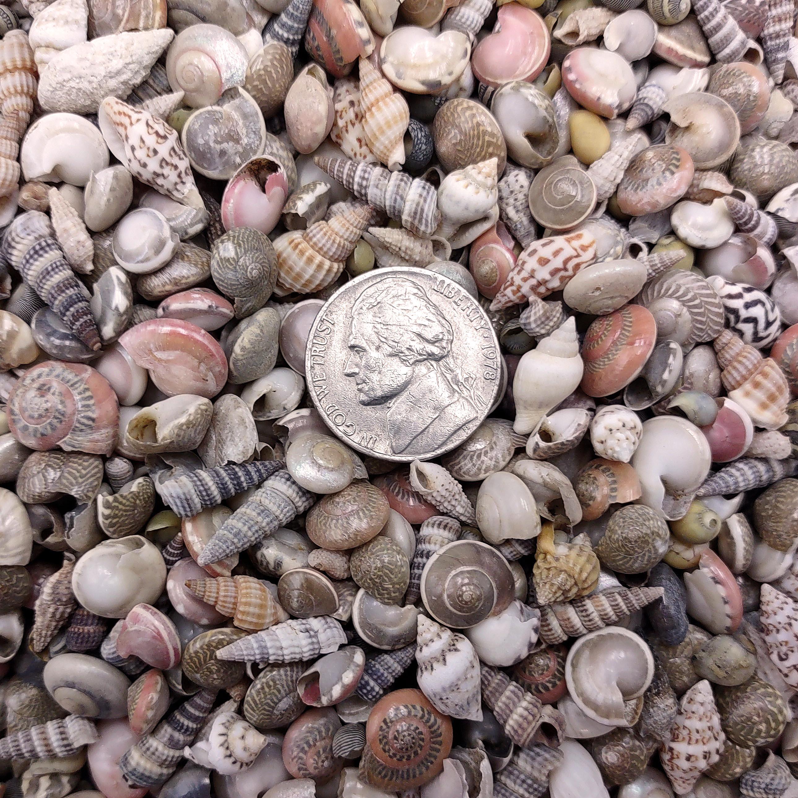 Extra Tiny Seashell Assorted Ocean Mix (approx. 1 Kilogram Shells 0.25 ...
