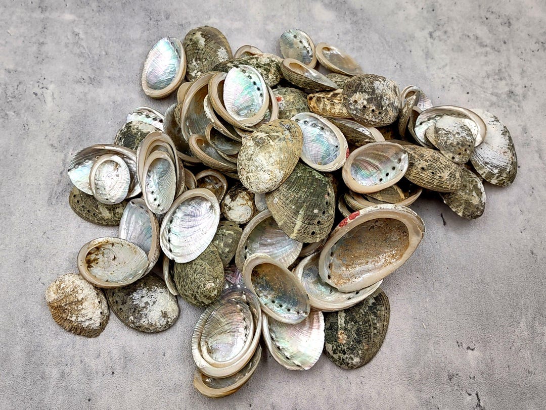 Baby Abalone Green Silver Seashells (approx. Half Pound +/-85 Shells 1 ...