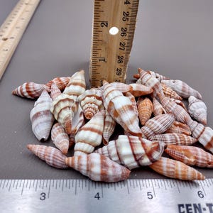 Assorted Miter Seashells White Striped (approx. 20+ Shells 1+ Inches ...