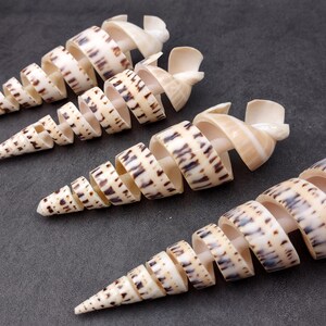 Spiral Cut Marlinspike Auger Seashell Terebra Maculata (1 Shell Approx ...
