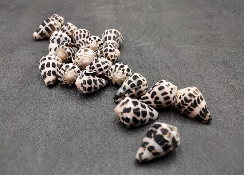 Medium Hebrew Cone Seashells Conus Ebraeus (5 Shells Approx. 1+ Inches ...