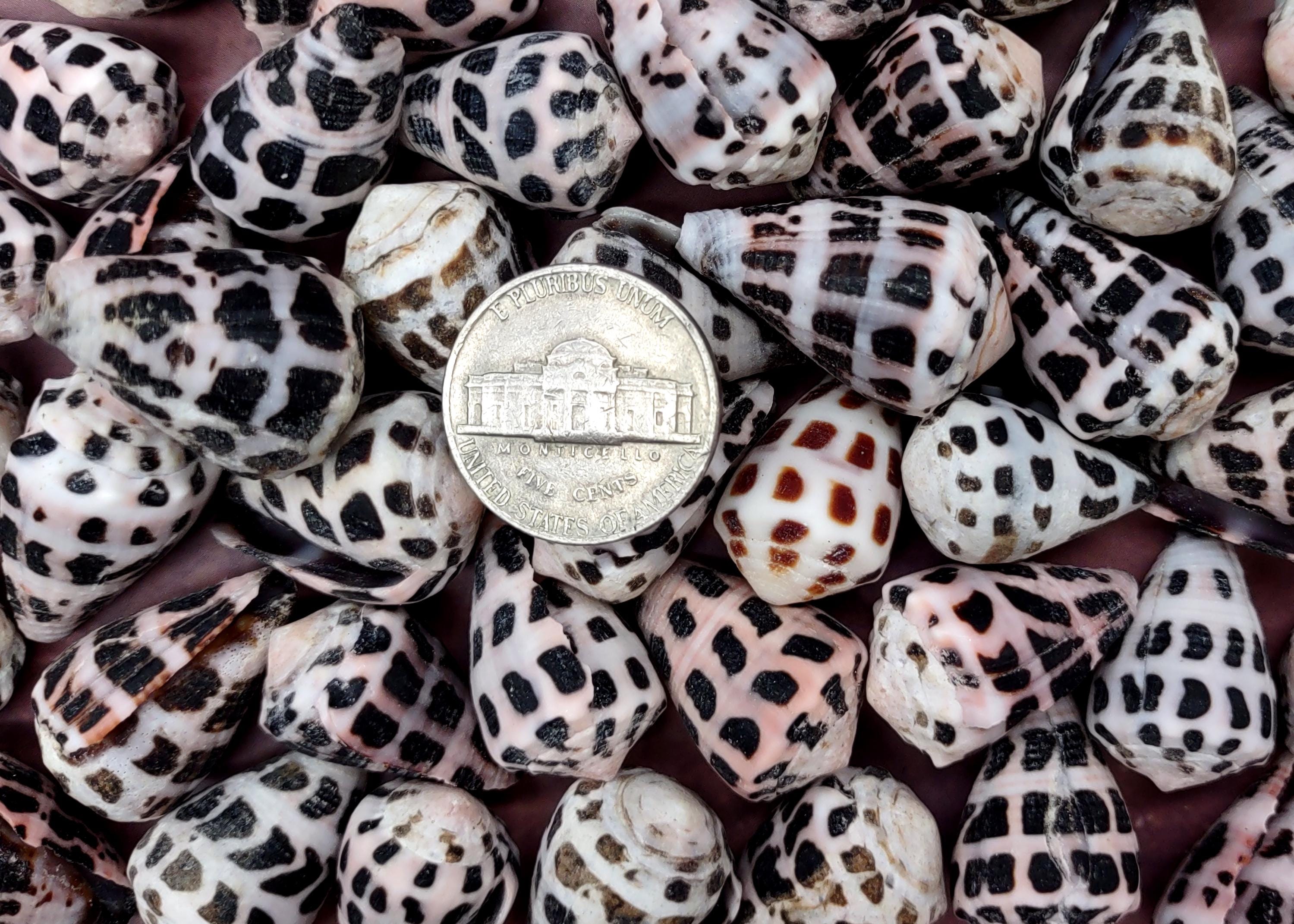 Small Hebrew Cone Seashells Conus Ebraeus (5 Shells Approx. 0.75 ...