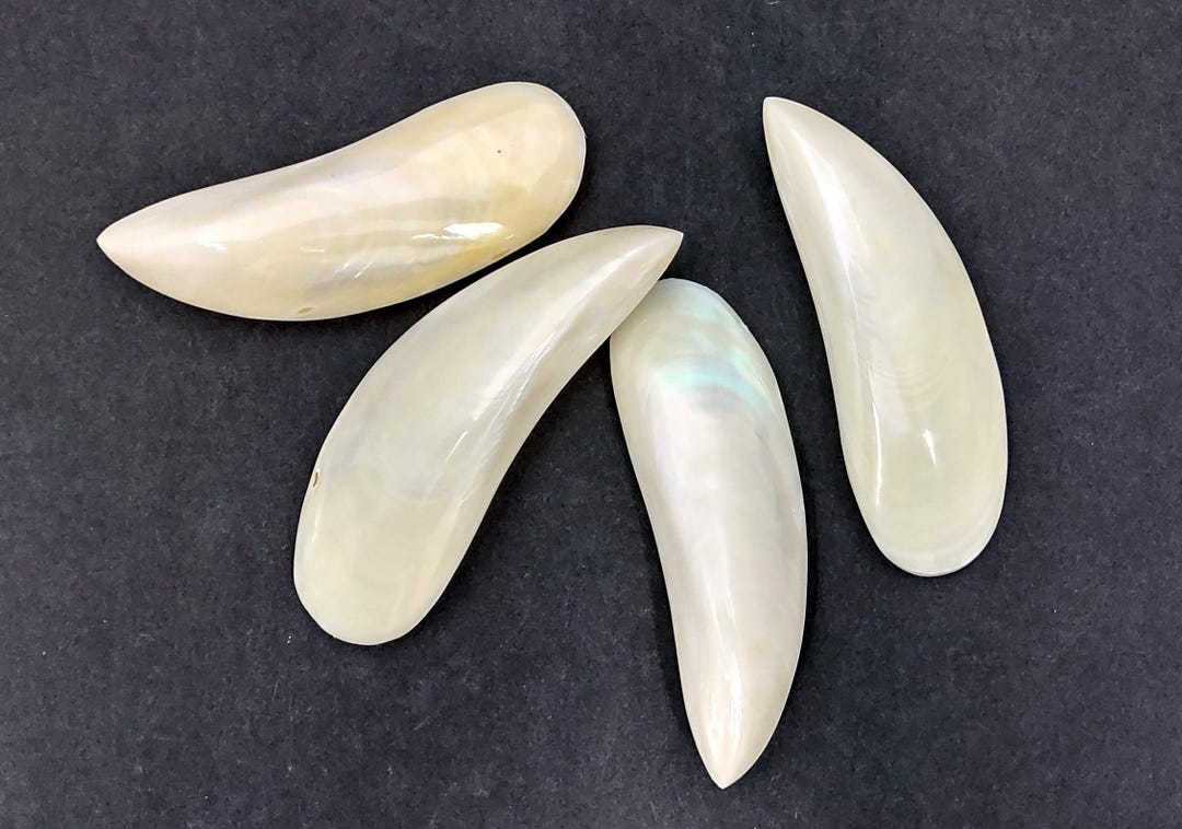 Polished Pearly Mussel Seashells (4 Glued Shell Pairs Approx. 3+ Inches ...