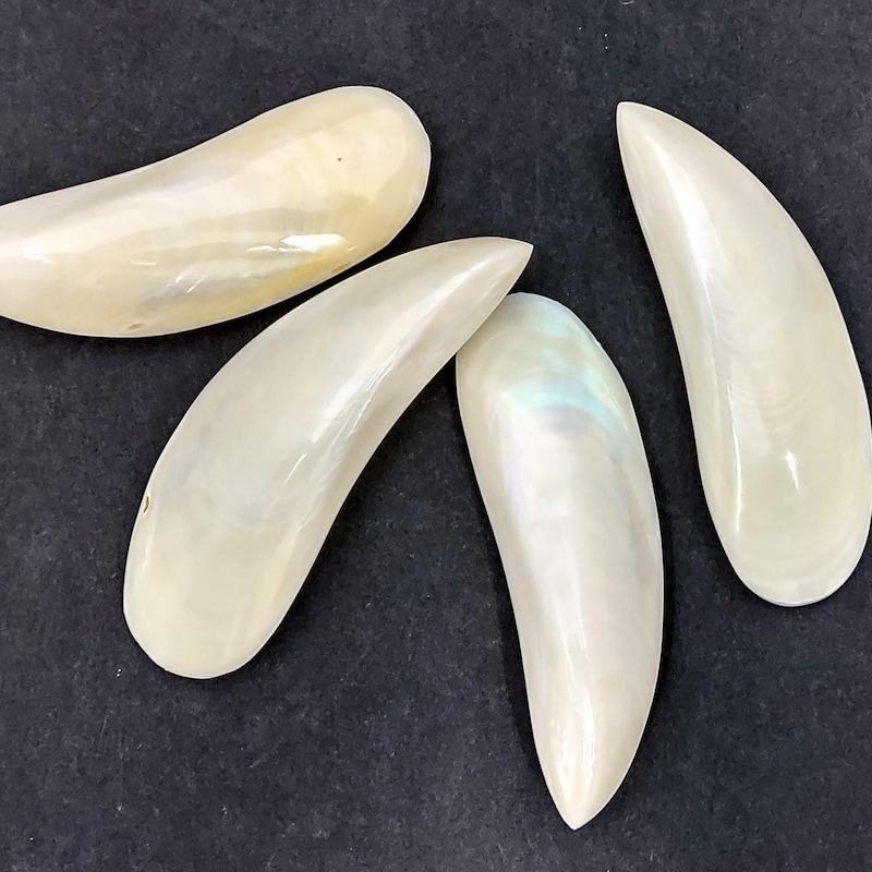 Mussel Shells - Etsy