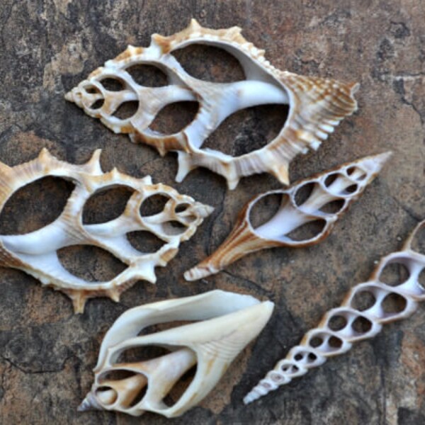 Cut Seashells - Etsy