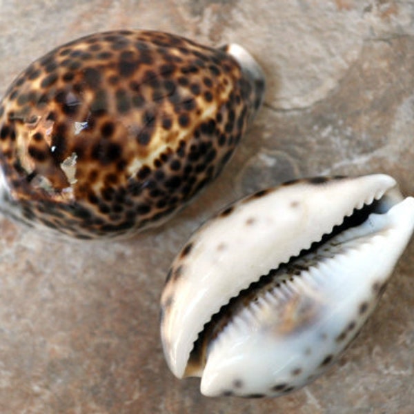 Tiger Cowrie - Etsy