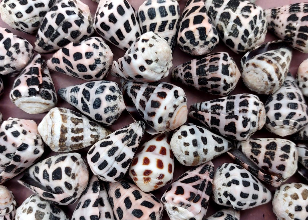 Small Hebrew Cone Seashells Conus Ebraeus (5 Shells Approx. 0.75 ...