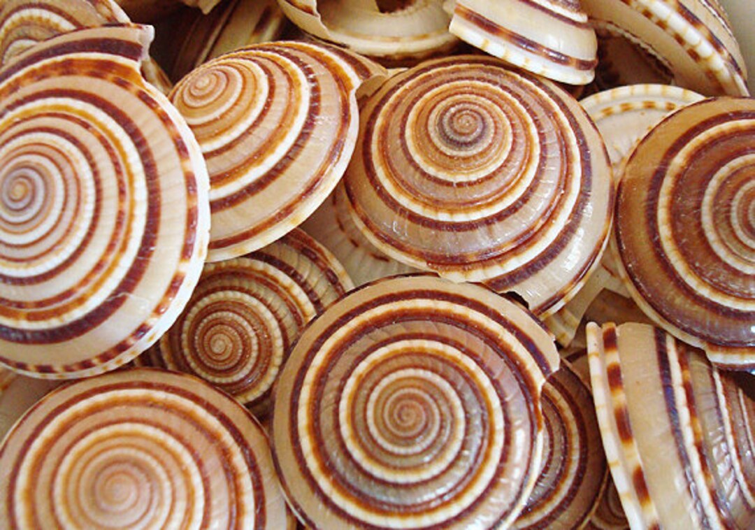 Perspective Sundial Seashells/small Architectonica Perspectiva 20 ...