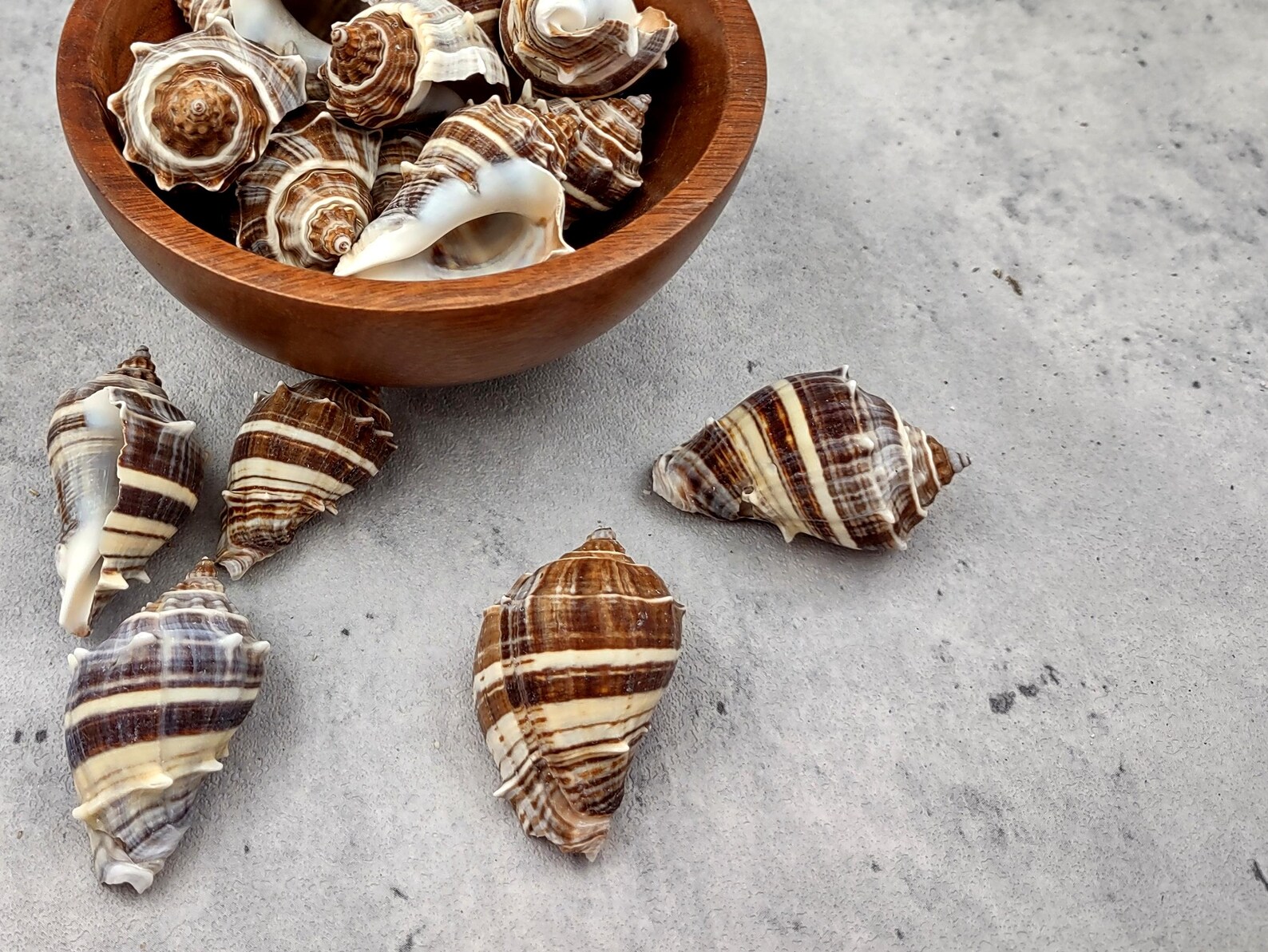 King Crown Conch Seashells Brown Striped Melongena Corona (2 Shells ...