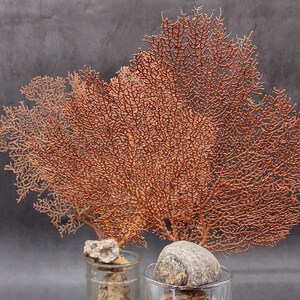 Red Orange Sea Fan Coral Echinogorgia SP (1 Fan Approx. 7-9+ Inches ...