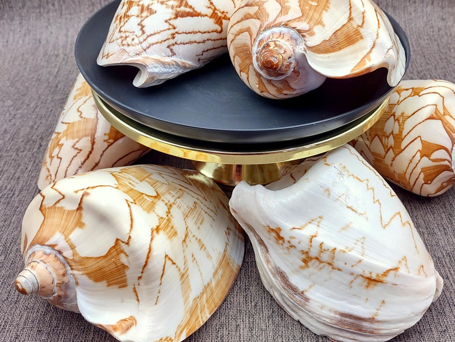 Noble Volute Seashell Voluta Nobilis (1 Shell Approx. 6+ Inches) Great ...