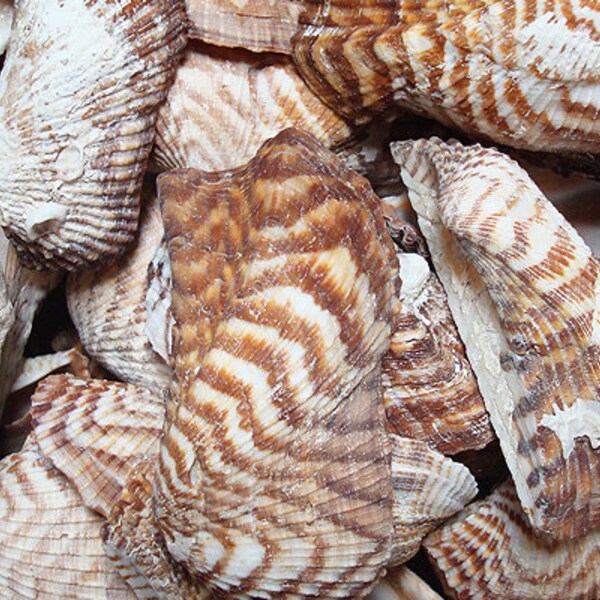 Turkey Wing Shells - Etsy