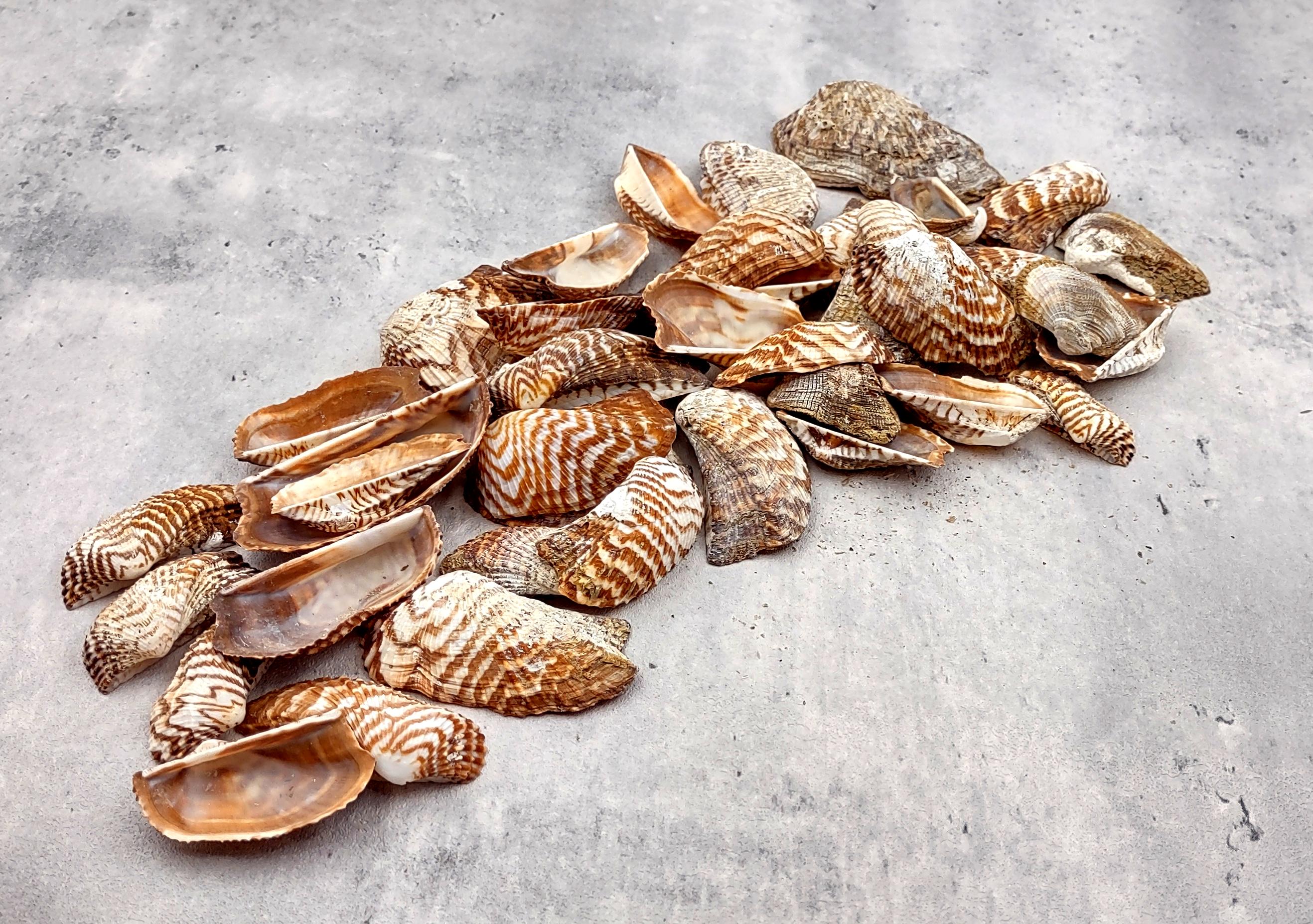 Turkey Wing Ark Clam Seashells Arca Zebra (20 Shells 1.5+ Inches ...
