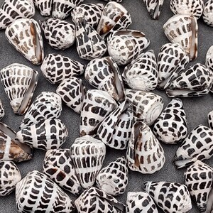 Large Hebrew Cone Seashells Conus Ebraeus White Black Spots 5 Shells ...