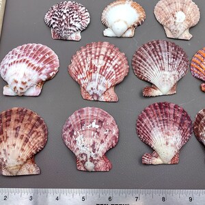 Calico Atlantic Scallop Seashells Argopecten Gibbus 10 Shells Approx. 2 ...