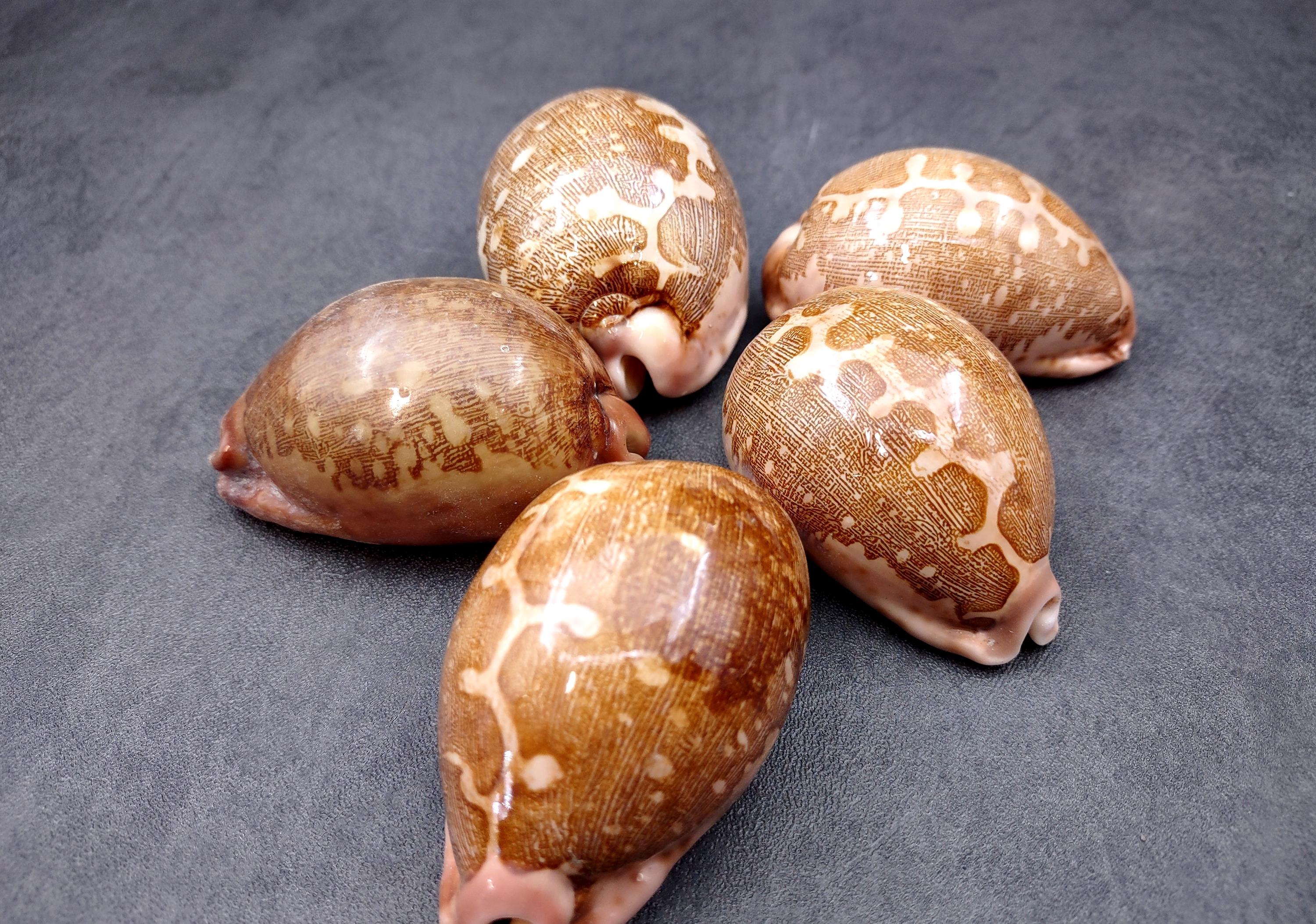 Ancient Map Cowrie Seashell Brown Cypraea Mappa (1 Shell Approx. 2.5 ...
