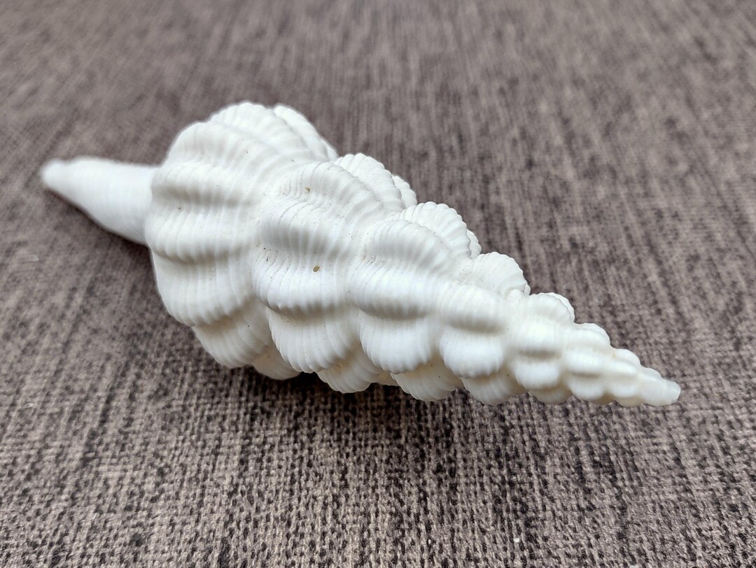 Large White Spindle Seashell Fusinus Colus (1 Shell Approx. 5+ Inches ...