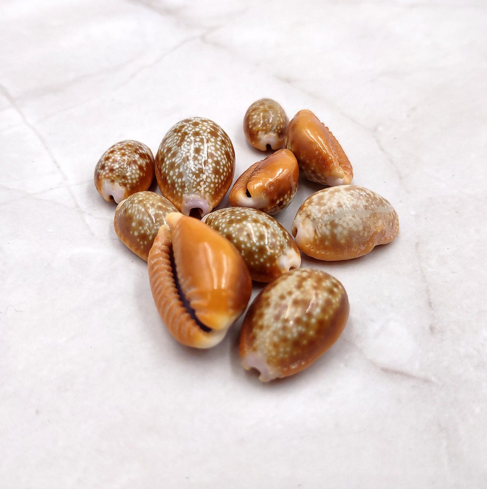 Honey Cowrie Seashells Polished Naria Helvola (10 Shells Approx. 0.5 ...