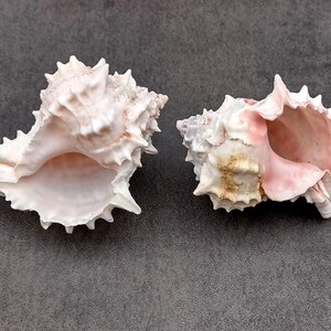Pink Murex Seashells Murex Erythrostomus (2 Shells Approx. 3+ Inches ...