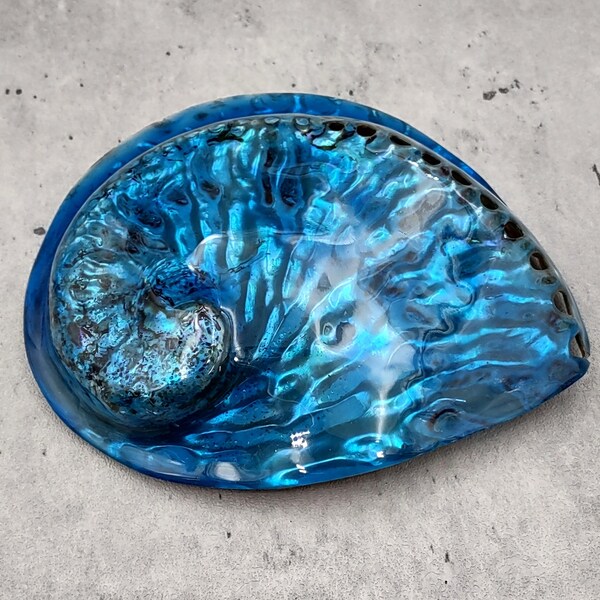Blue Abalone Shell - Etsy
