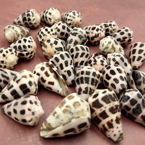 Small Hebrew Cone Seashells Conus Ebraeus (5 Shells Approx. 0.75 ...