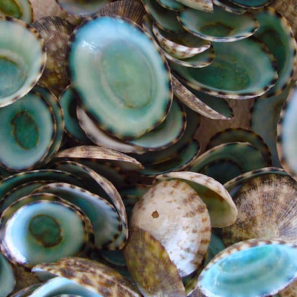 Green Seashells - Etsy
