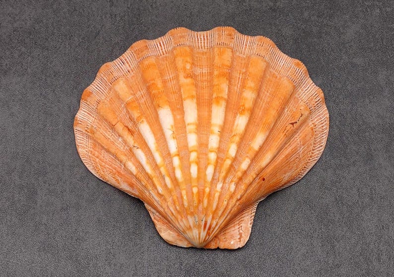 Polished Orange Lions Paw Scallop Seashell Pecten Subnodosus (1 Shell ...