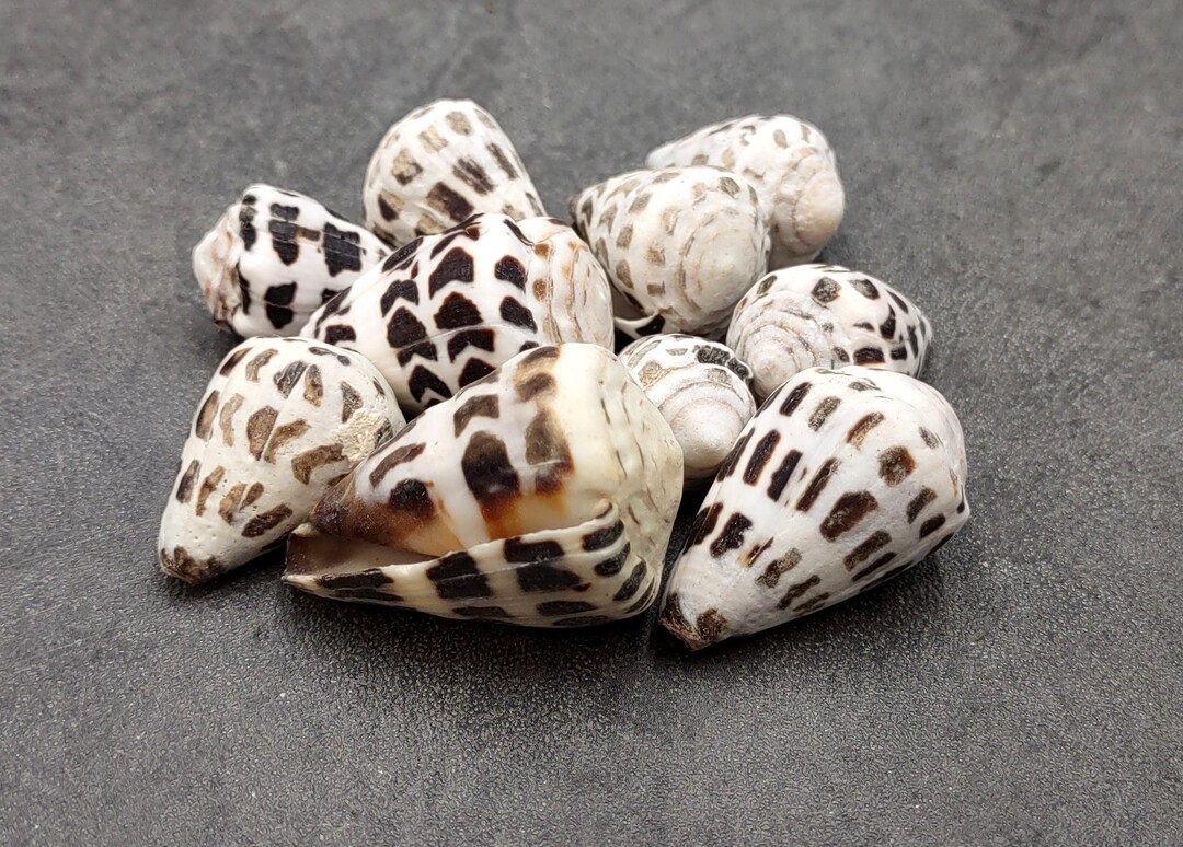 Hebrew Cone Spotted Seashell Mix Conus Ebraeus (10 Shells Approx. 0.75 ...