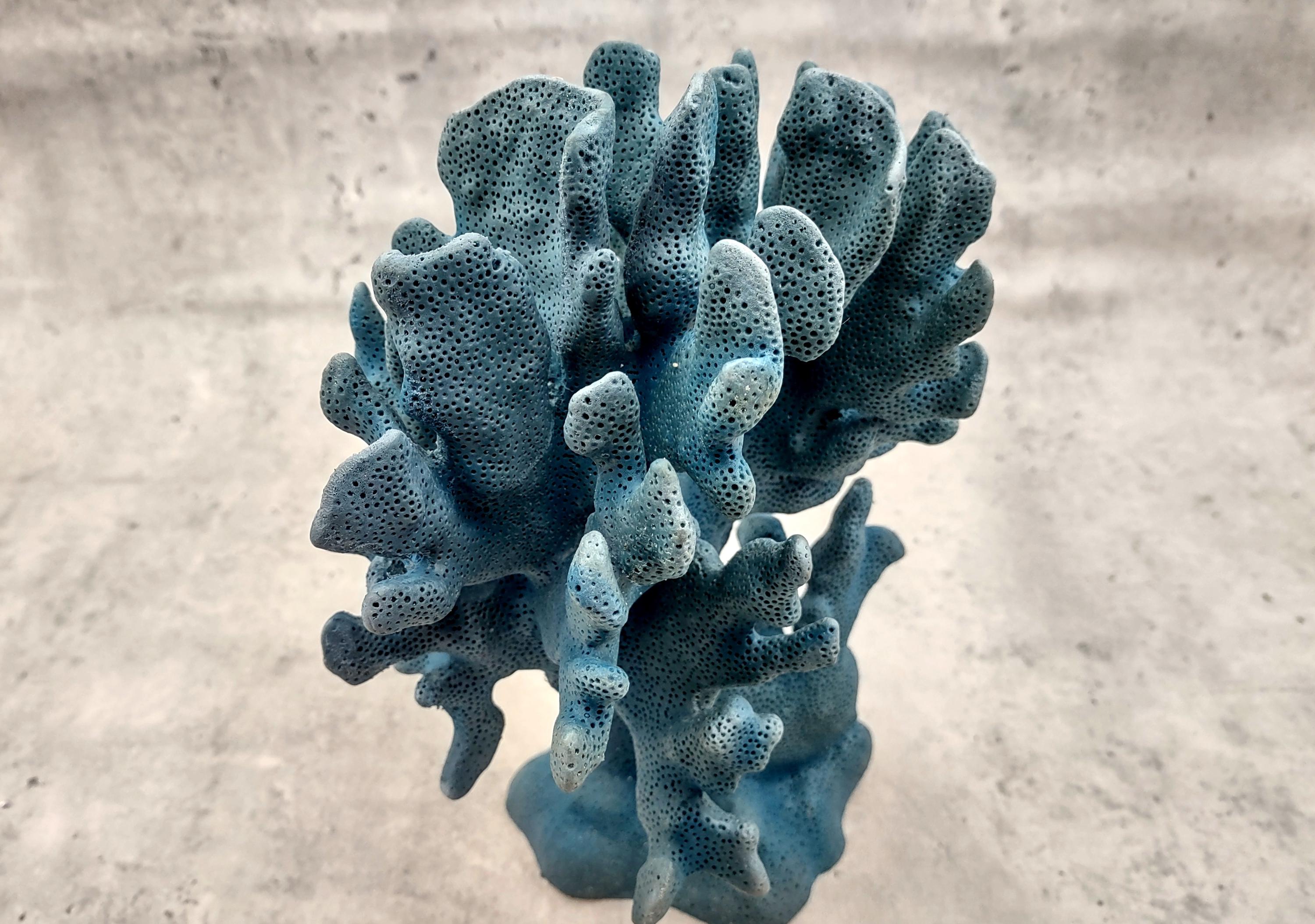 Blue Ridge FAUX Coral Heliopora Coerulea (1 FAKE Coral Approx. 8wx4dx6t ...
