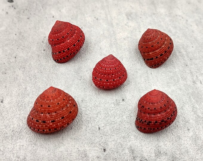 Strawberry Top Seashells clanculus Puniceus Craft Shells 1/23/4 5 ...