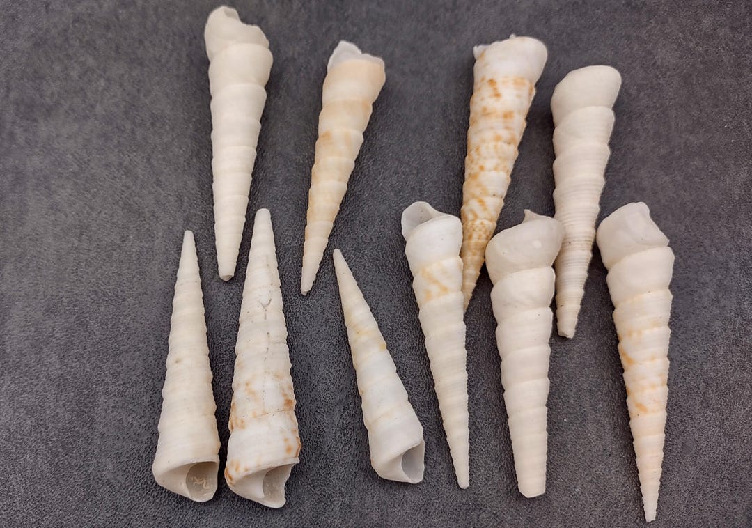 White Tan Turitella Seashells Turitella Terebra (10 Shells Approx. 2.5 ...