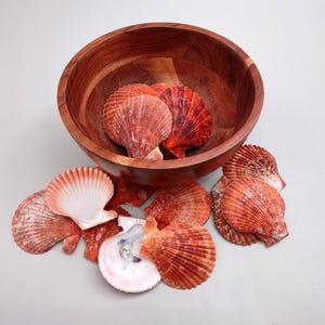 Crimson Red Scallop Seashell Halves Pecten Nobolis (approx. Quarter ...