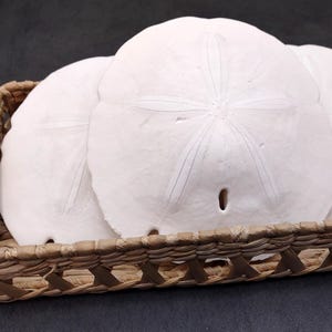 Arrowhead Sand Dollar Shell Extra Large Encope Michelini (1 Shell ...