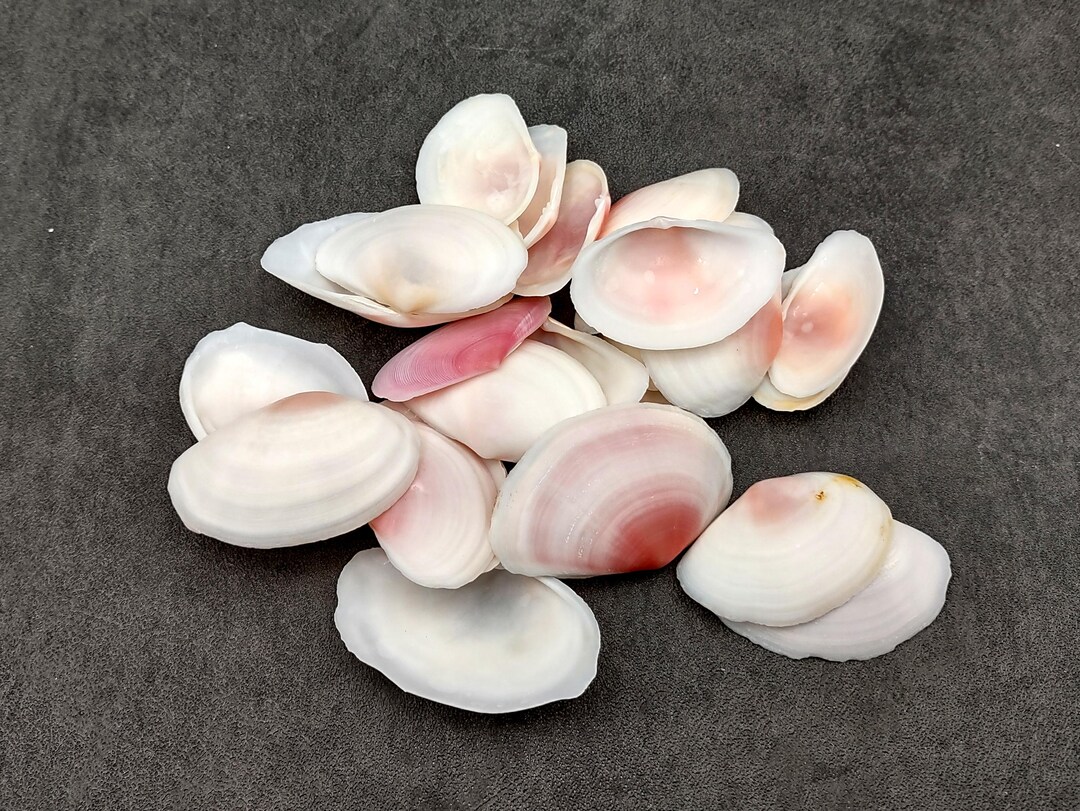 Light Pink Tellin Seashell Rose Petal Halves (30 Shells Approx. 1 ...