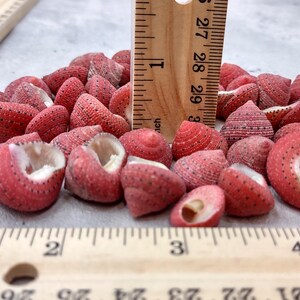 Strawberry Top Red Seashells Clanculus Puniceus (5 Shells Approx. 0.5 ...