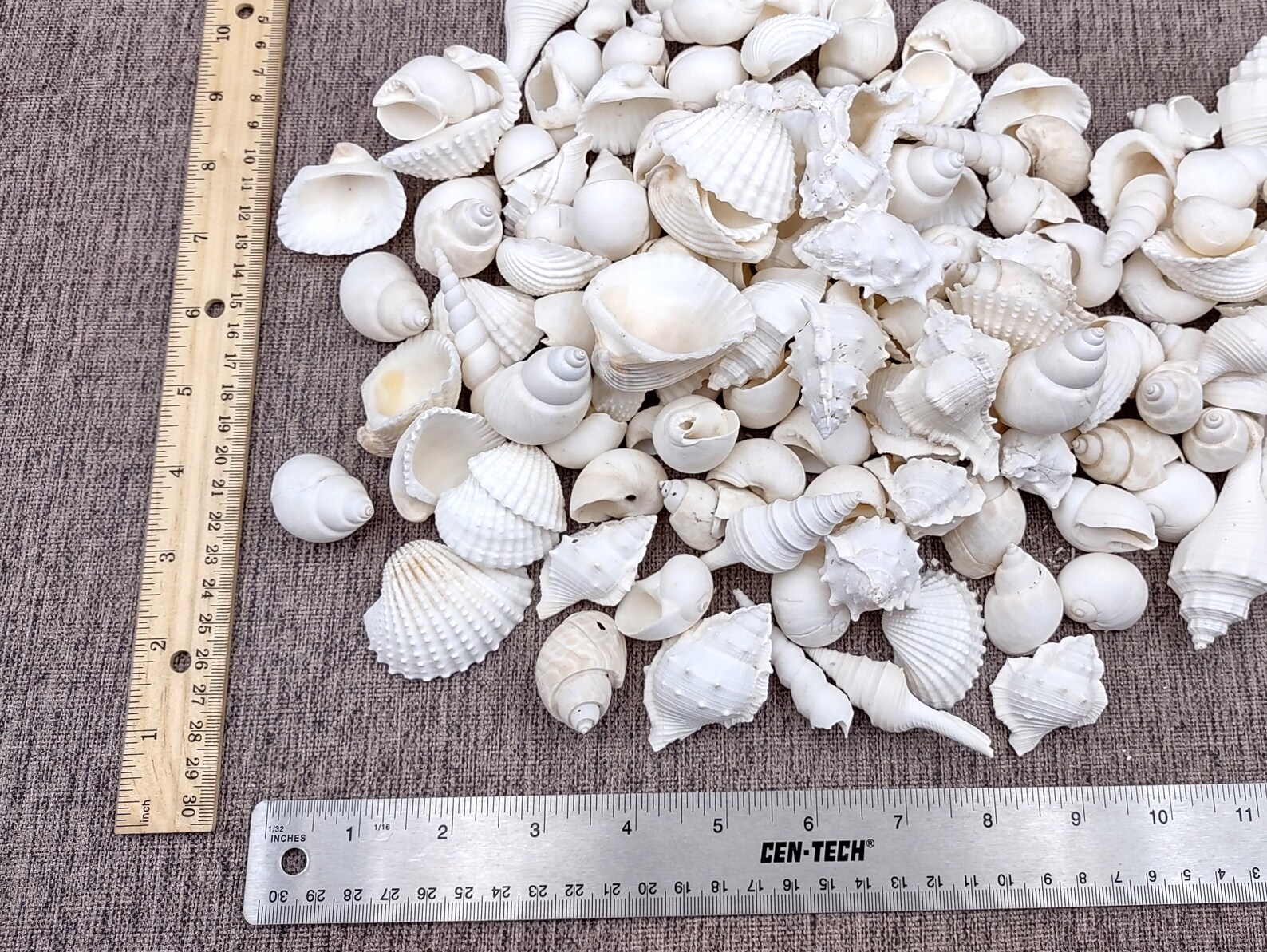 White Seashell Medium Wedding Mix (approx. 1 Kilogram 100+ Shells 1 ...