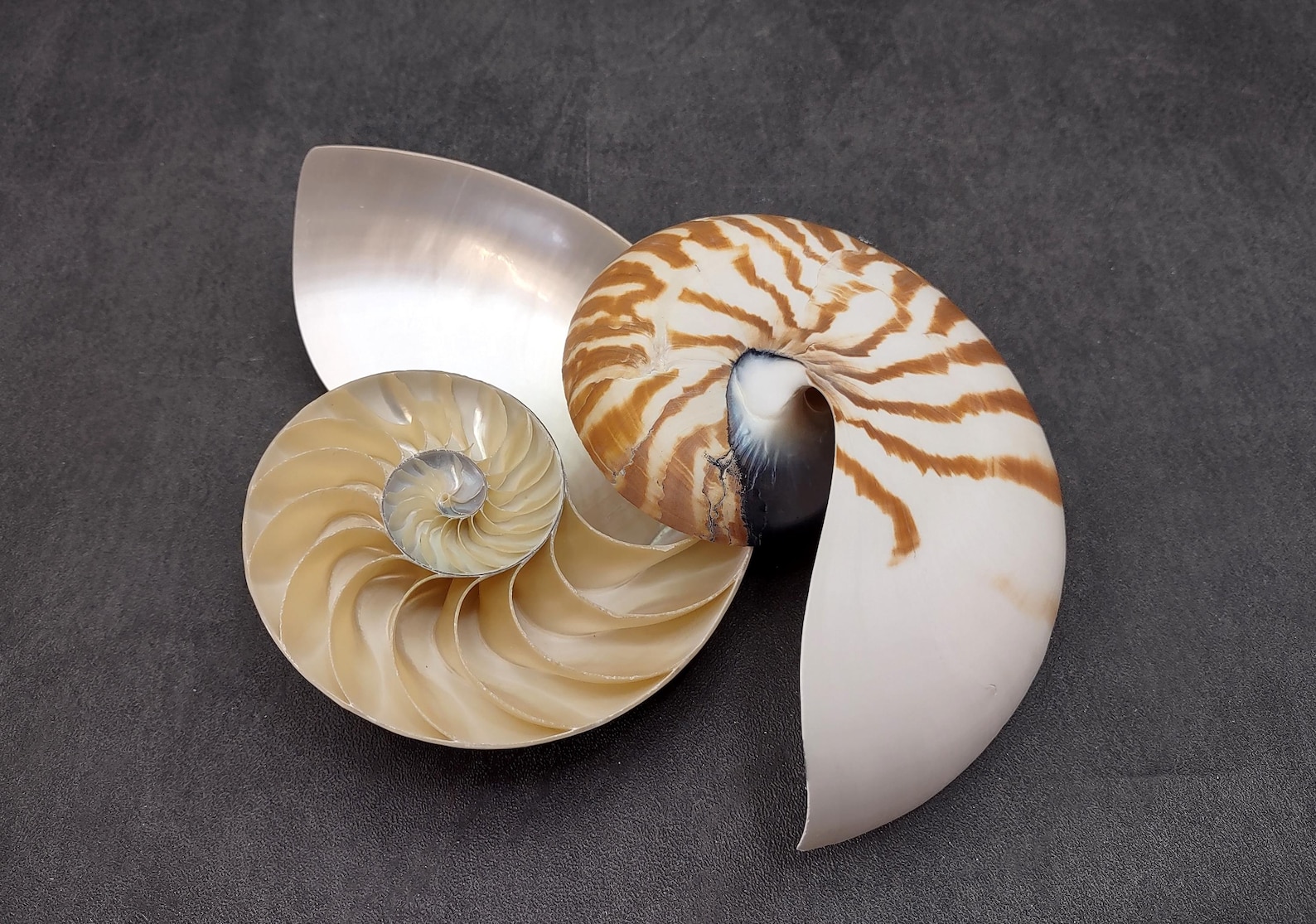Natural Nautilus Seashell Right Cut Single Half Nautilus Pompilius (1 ...