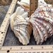 Bear Paw Clam Seashell Hippopus Hippopus (1 Shell Pair Approx. 4 ...