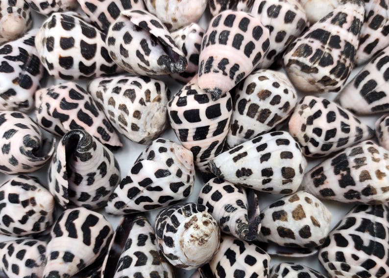 Large Hebrew Cone Seashells Conus Ebraeus White Black Spots (5 Shells ...