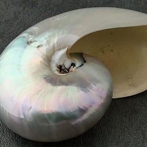 Pearlized Nautilus Seashell Polished Nautilus Pompilius (1 Shell Approx ...