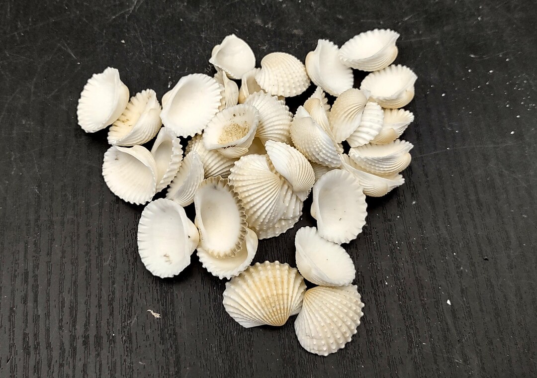 White Ark Clam Seashells Andara Granosa approx. Half Cup 35 Shells 0.5 ...