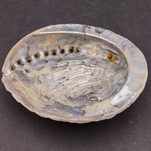 Midas South African Abalone Shell Haliotis Midae 1 Shell Approx. 6 ...