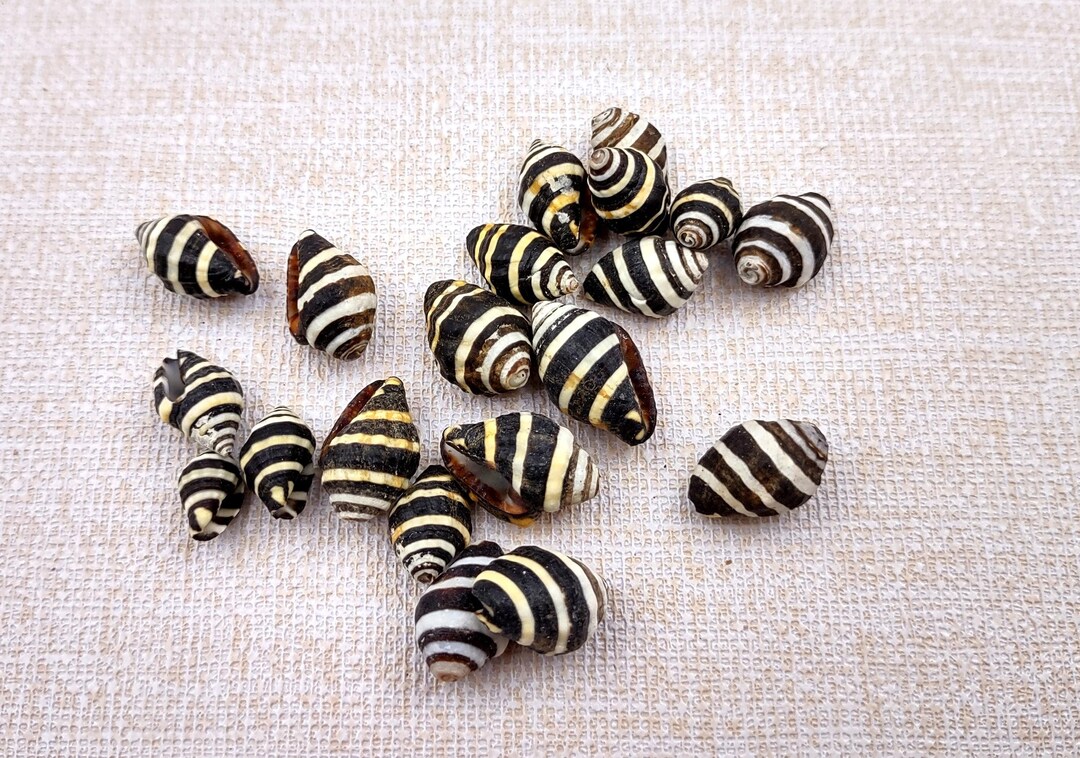 Bee Hive Bumble Bee Seashells Black White Yellow Engina Mendicaria (20 ...