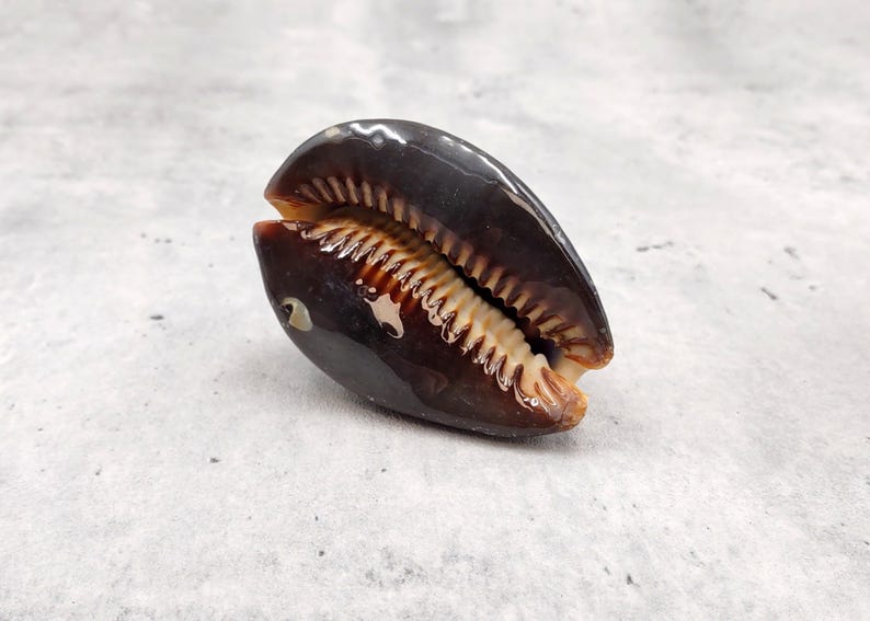 Humpback Cowrie Seashell Dark Brown Cypraea Mauritiana (1 Shell Approx ...