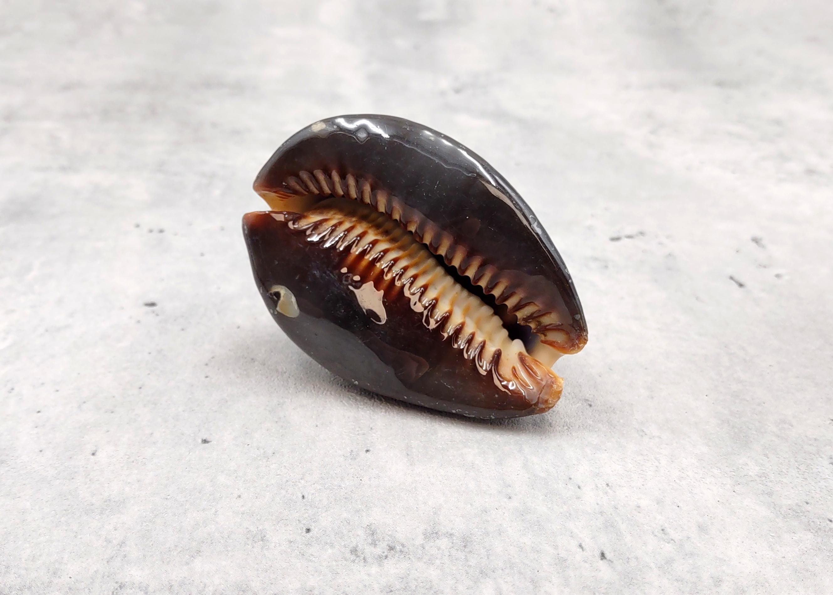 Humpback Cowrie Seashell Dark Brown Cypraea Mauritiana (1 Shell Approx ...